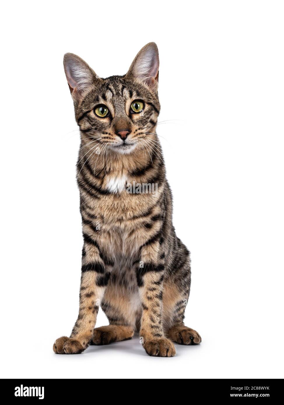 Savannah Cat F7
