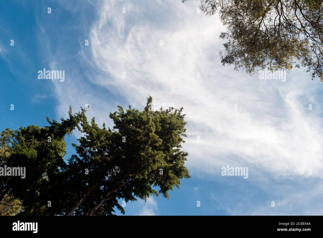 Ant view, outdoor trees sky with beautiful clouds at sunrise, cypress ...