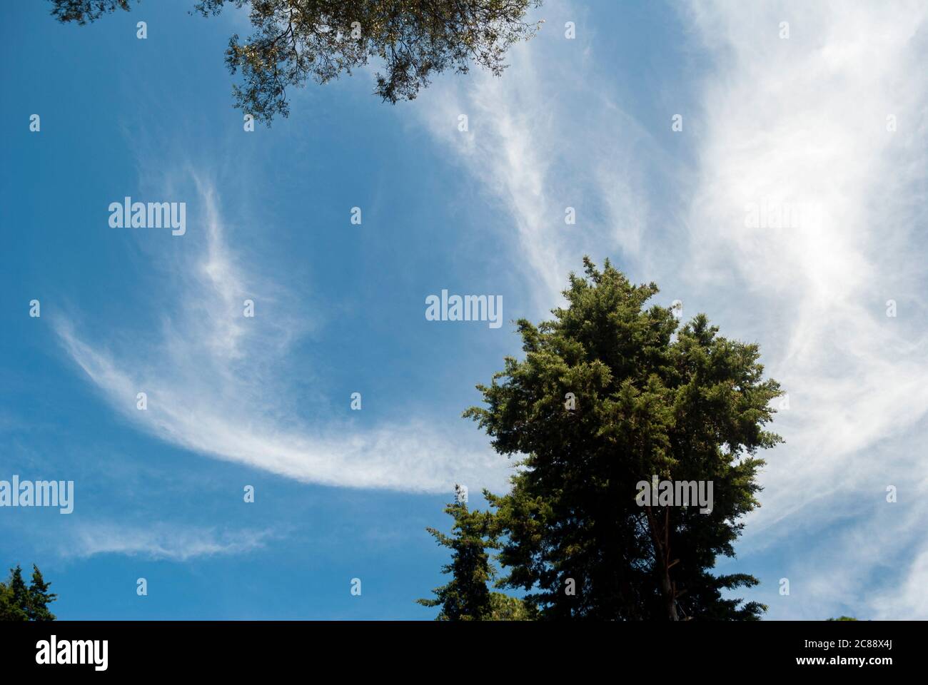 Ant view, outdoor trees sky with beautiful clouds at sunrise, cypress ...