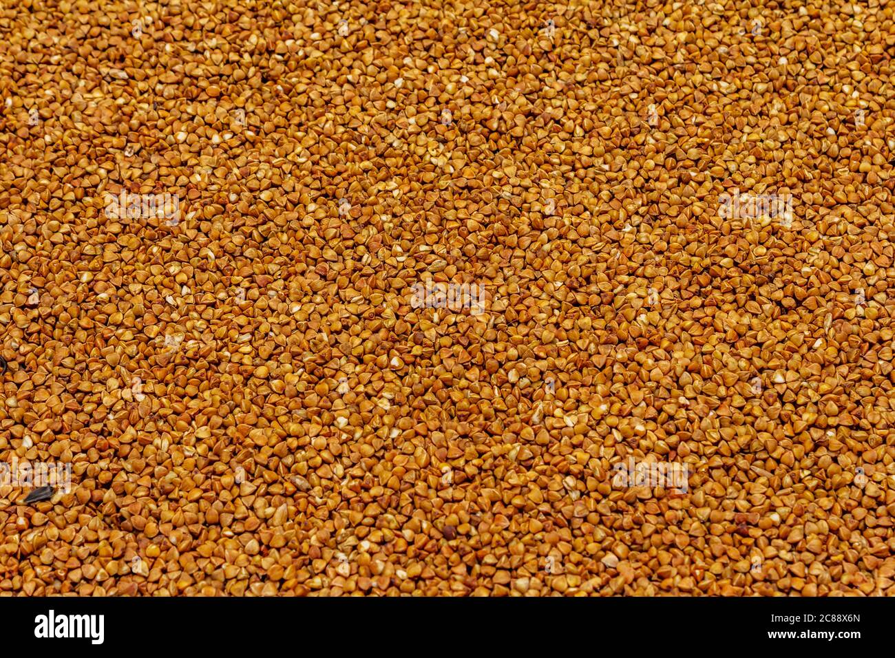 Dry buckwheat grain background. Wallpaper, backdrop, card, template ...