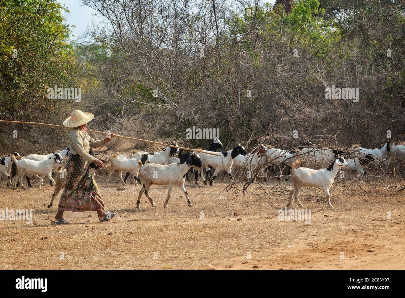 Herd goats bagan myanmar asia hi-res stock photography and images - Alamy