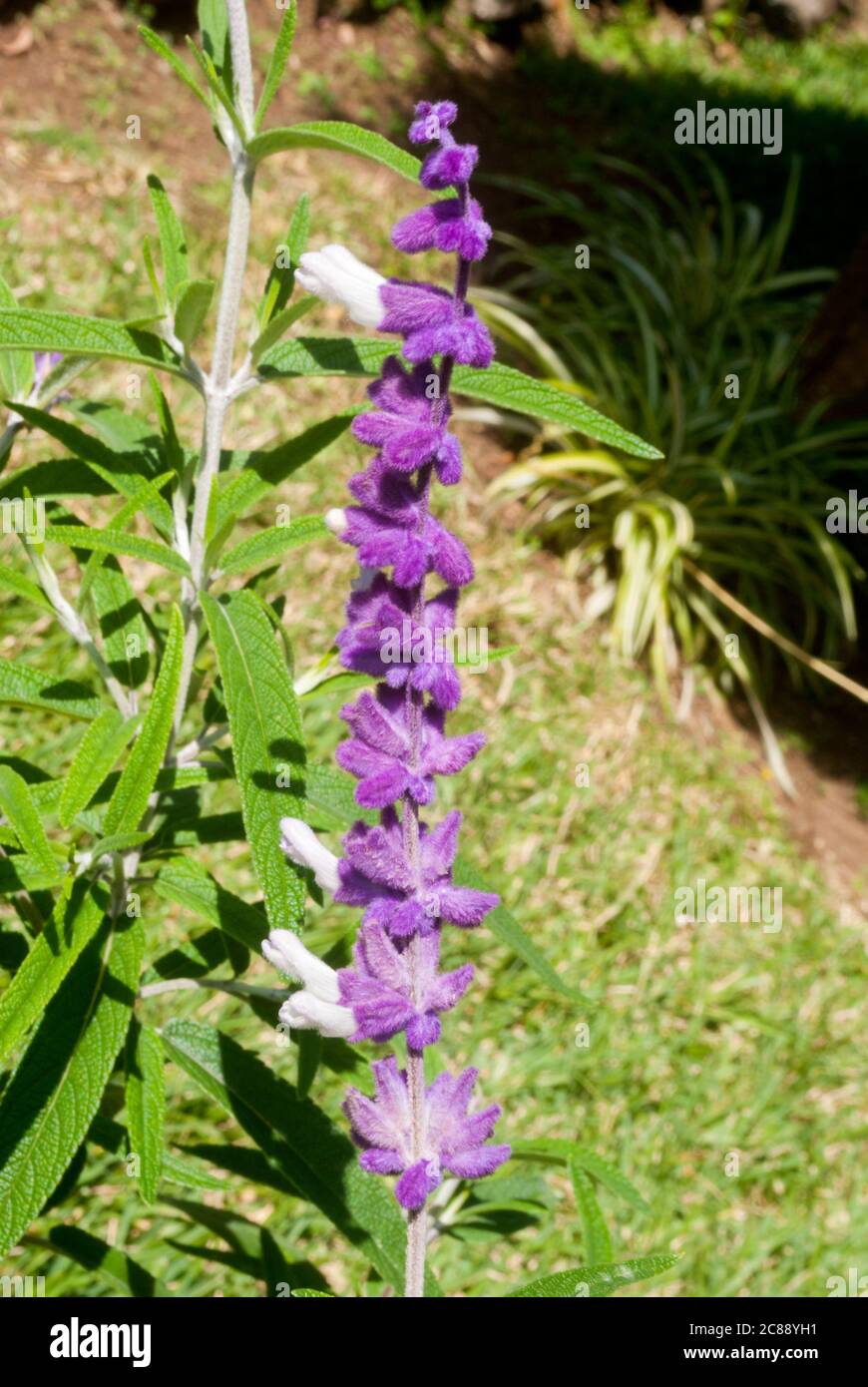 Salvia leucantha, a plant native to medicinal and abortive Mexico, its ...