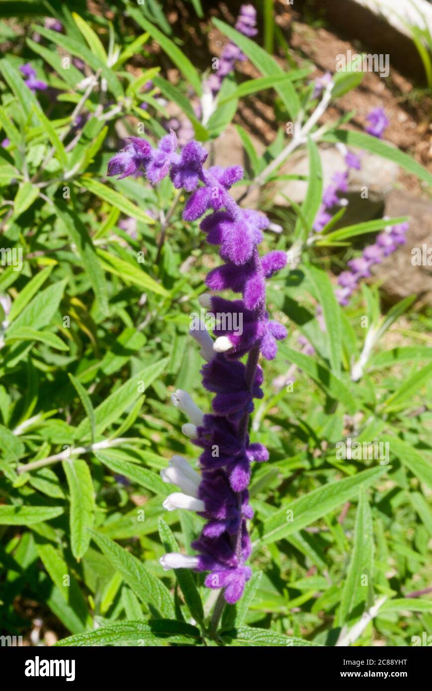 Salvia leucantha, a plant native to medicinal and abortive Mexico, its ...