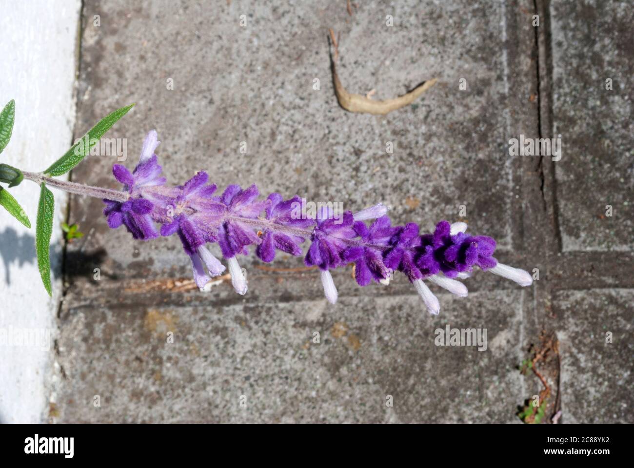 Salvia leucantha, a plant native to medicinal and abortive Mexico, its ...