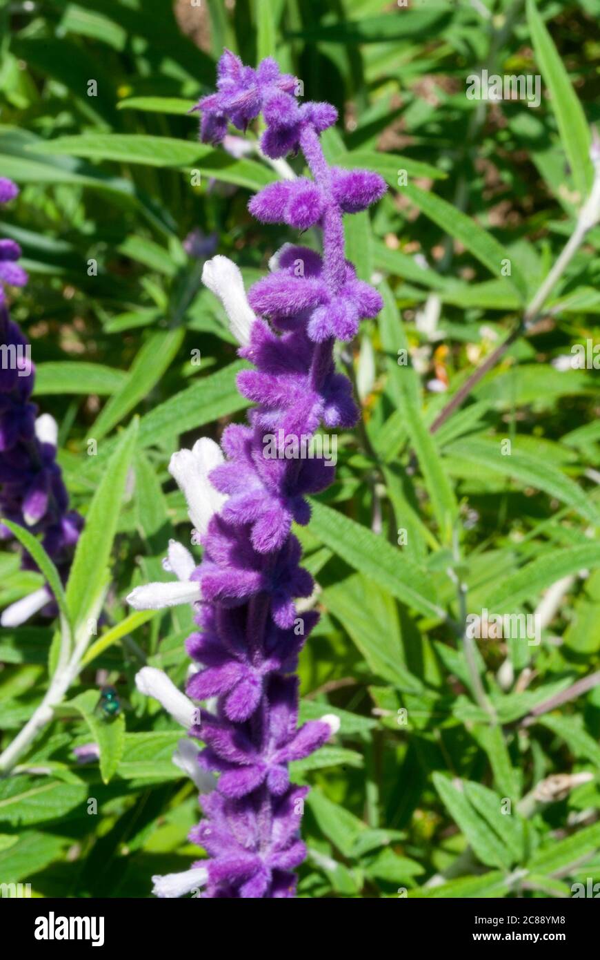 Salvia leucantha, a plant native to medicinal and abortive Mexico, its ...