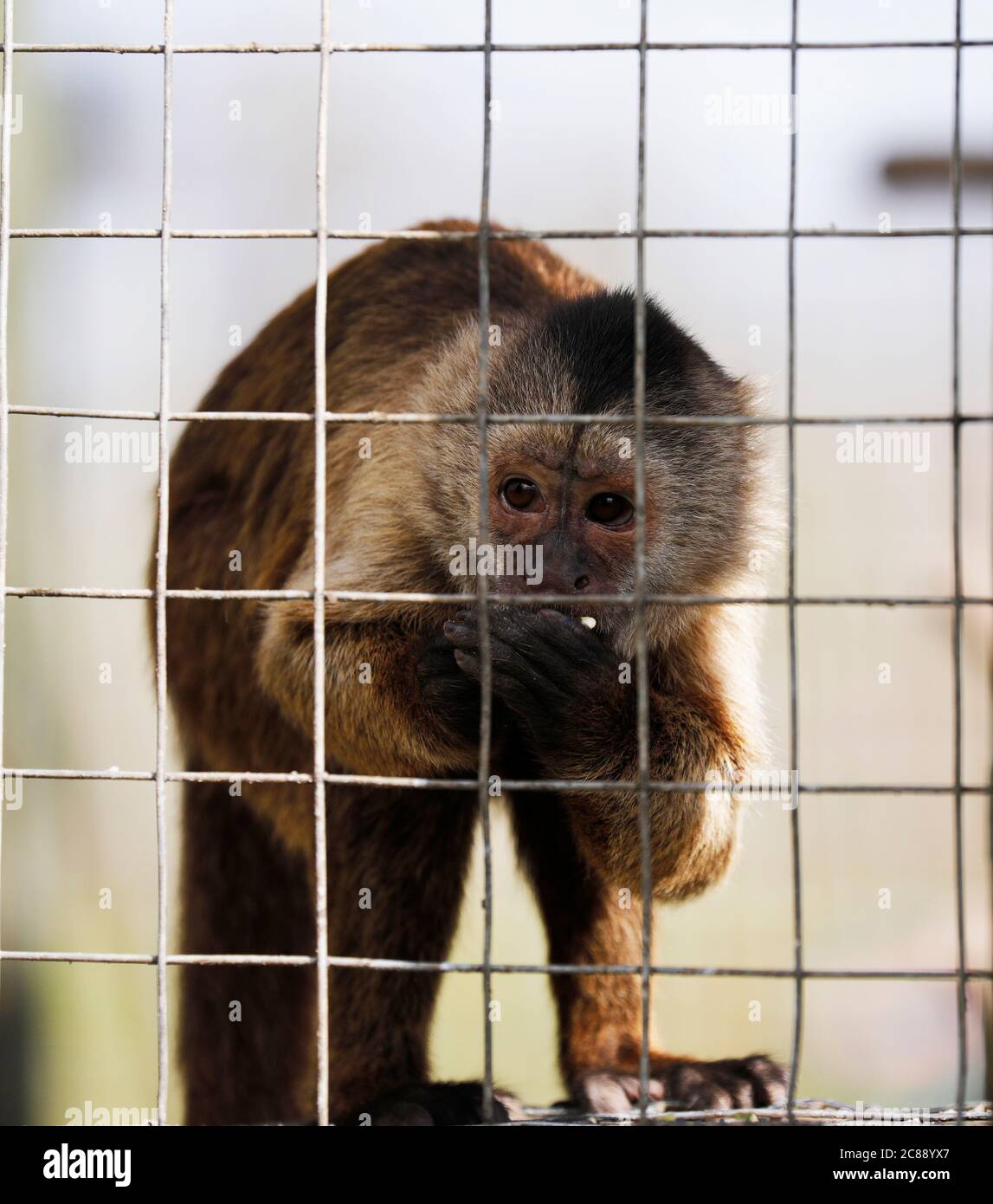 Cebus capucinus eating hi-res stock photography and images - Alamy
