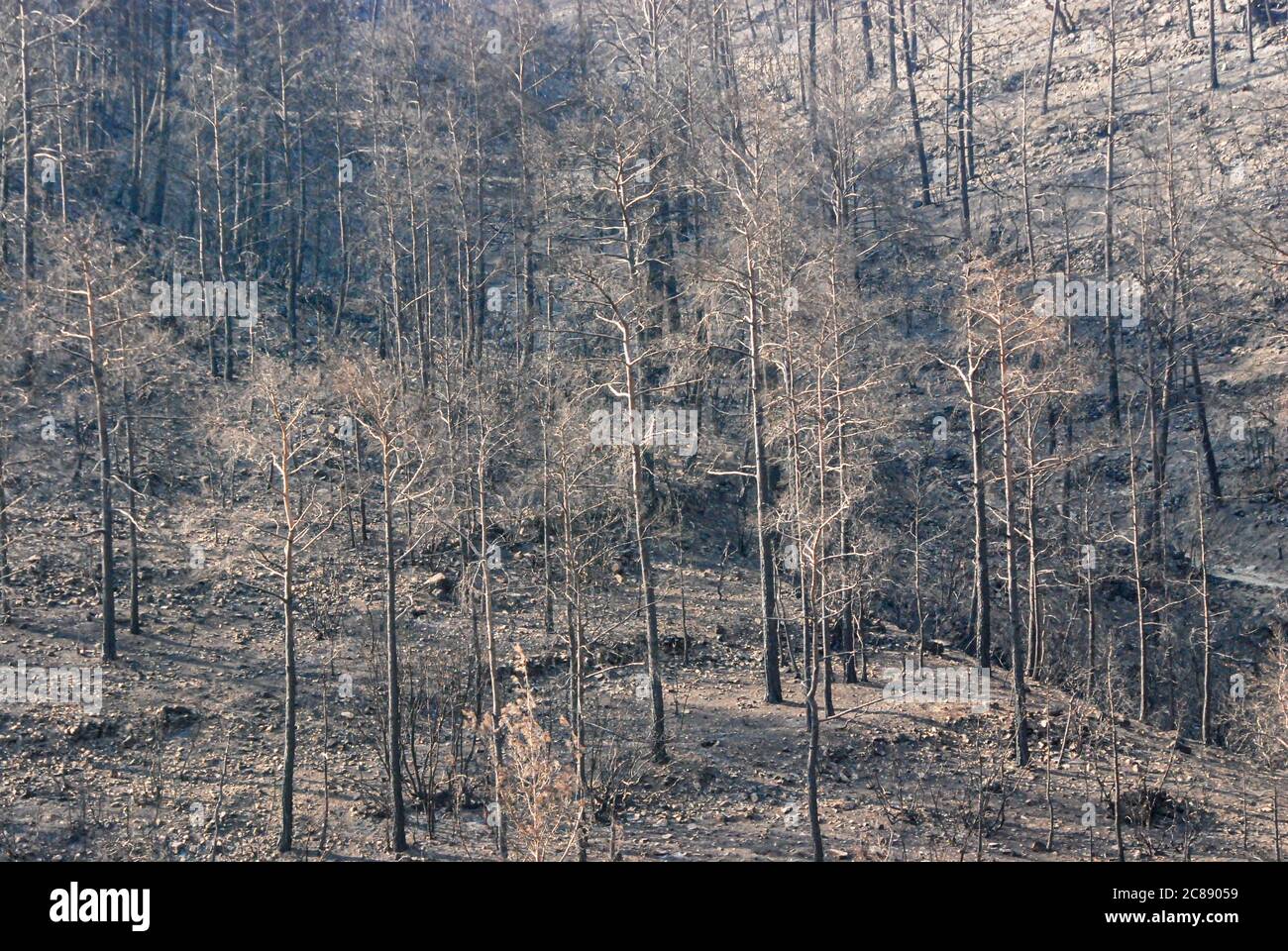 Burned forest with trees after a forest fire Stock Photo - Alamy