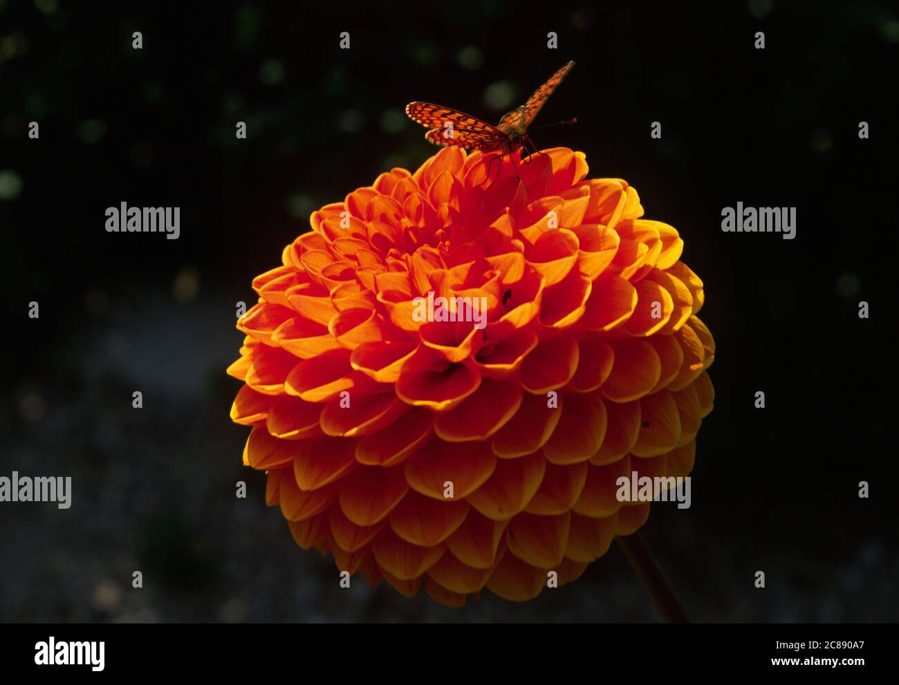 Butterfly on blooming dahlia Stock Photo - Alamy