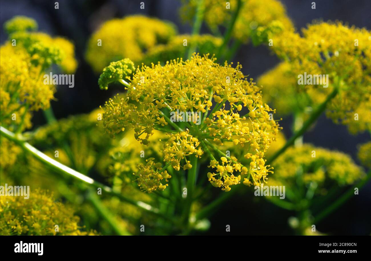 Large ferrule in Provence at spring Stock Photo - Alamy