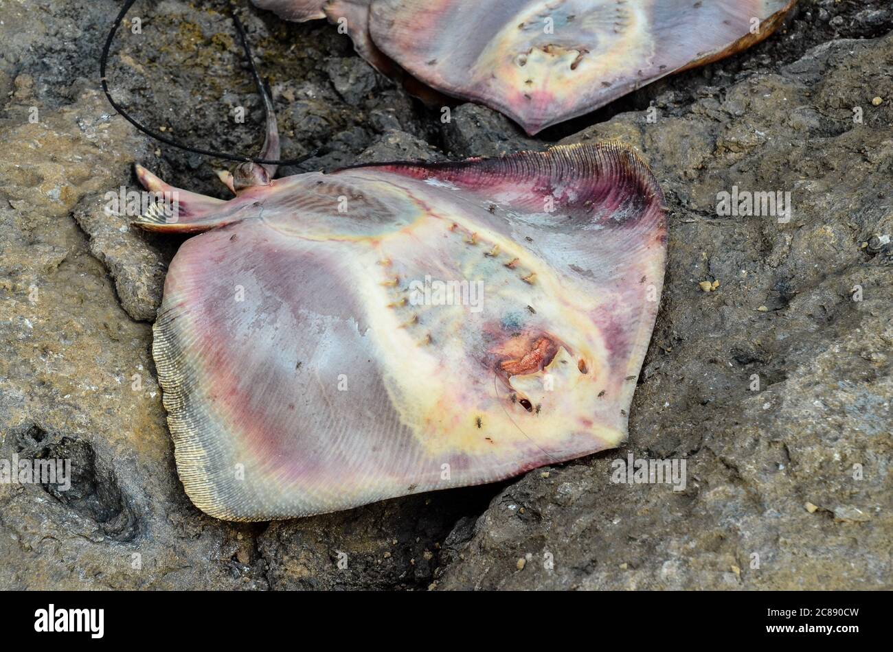 Dead Stingray Fish on the Coast near the Atlantic Ocean Stock Photo - Alamy