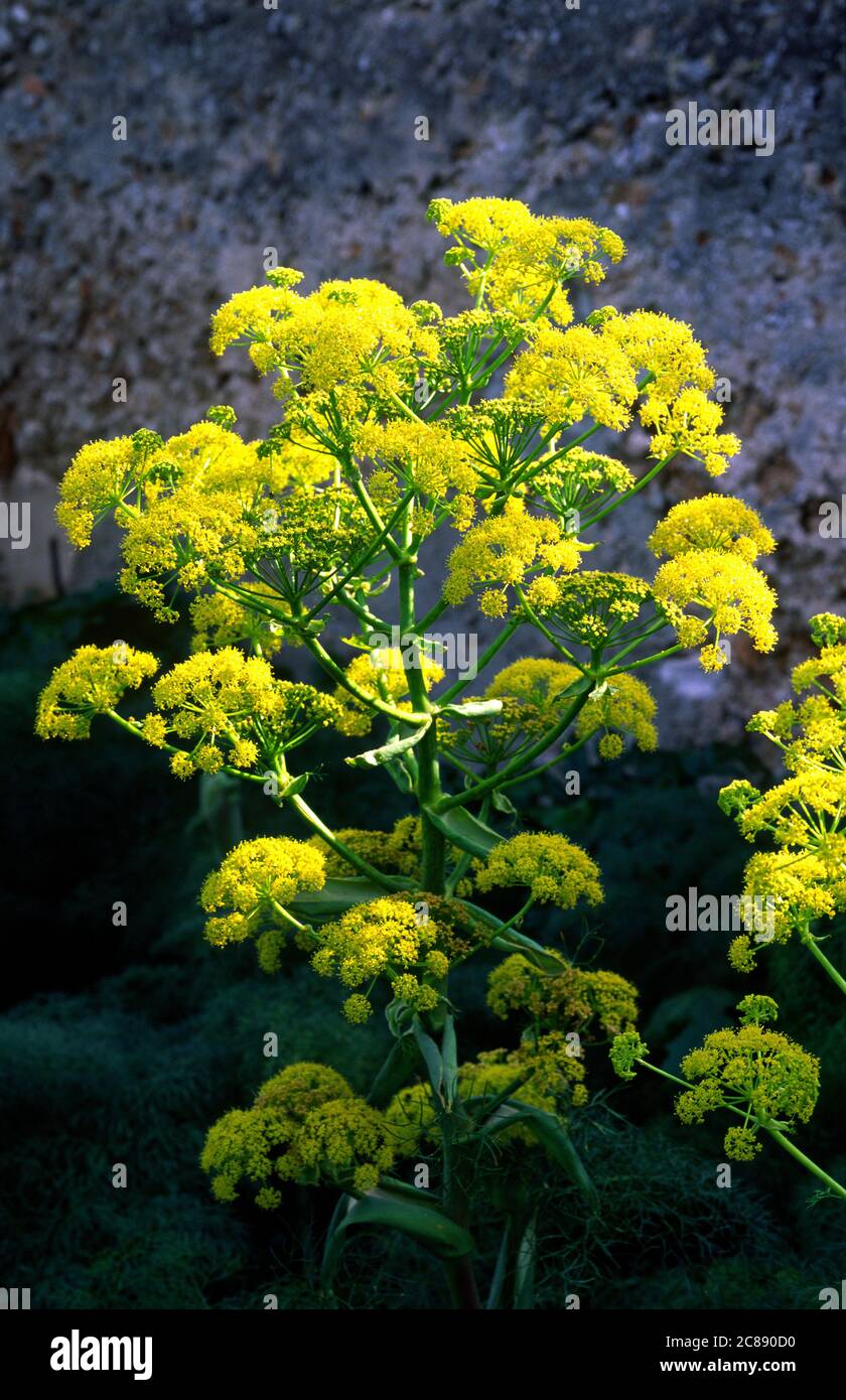 Large ferrule in Provence at spring Stock Photo - Alamy