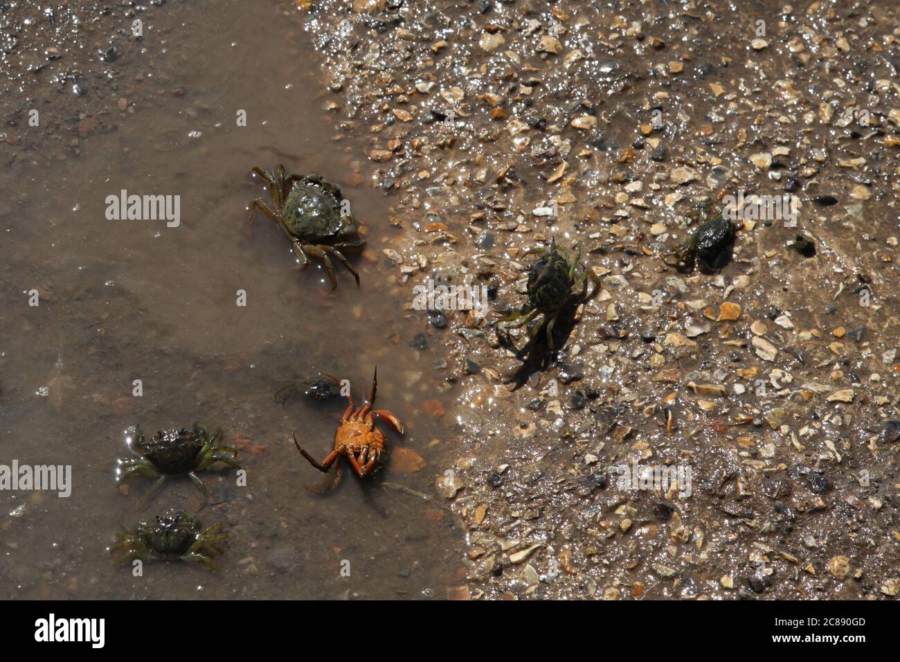 Catching crabs on the beach hi-res stock photography and images - Alamy