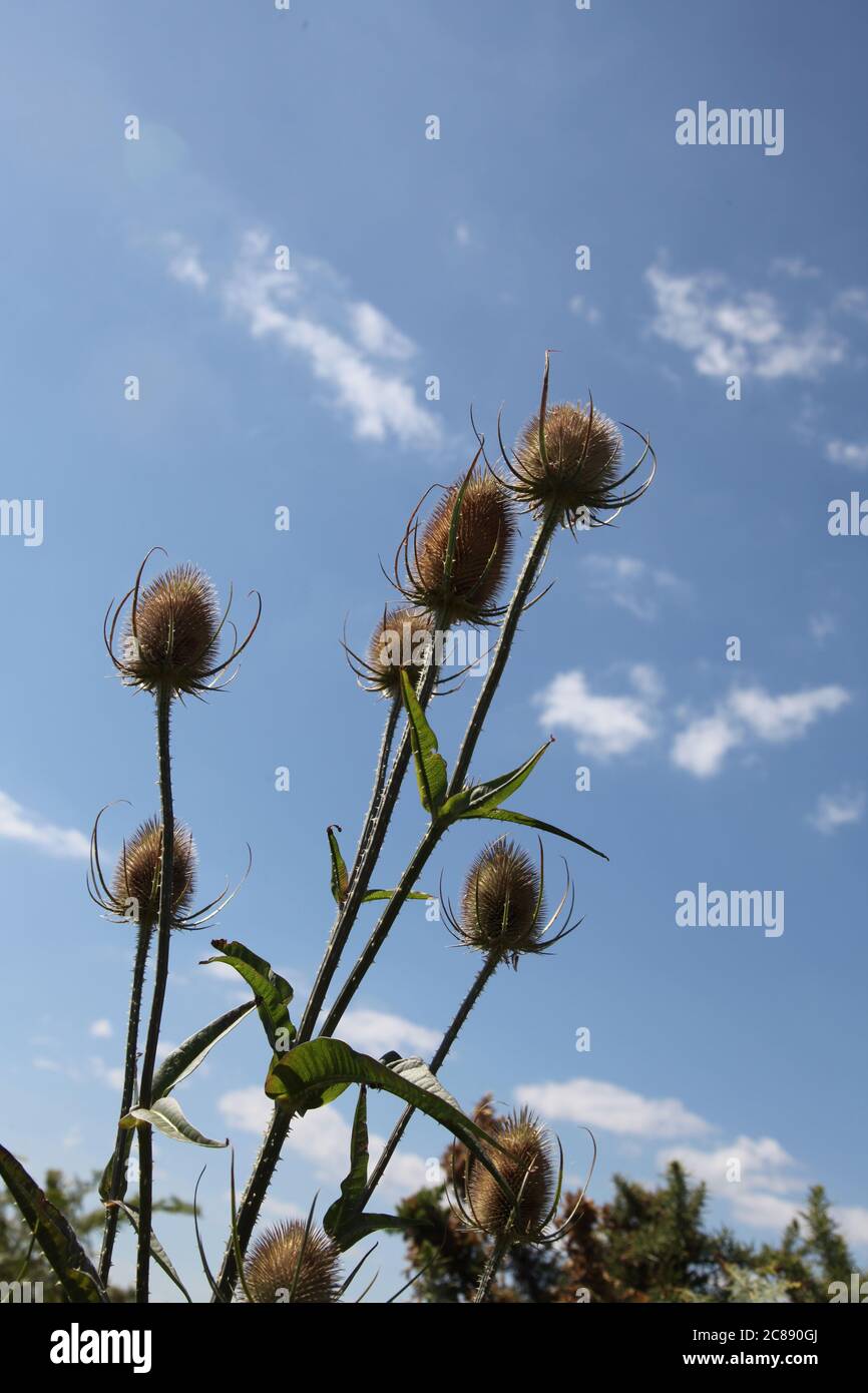 Common Thistles (Onopordum Cirsium) Field Thistle bare heads against ...