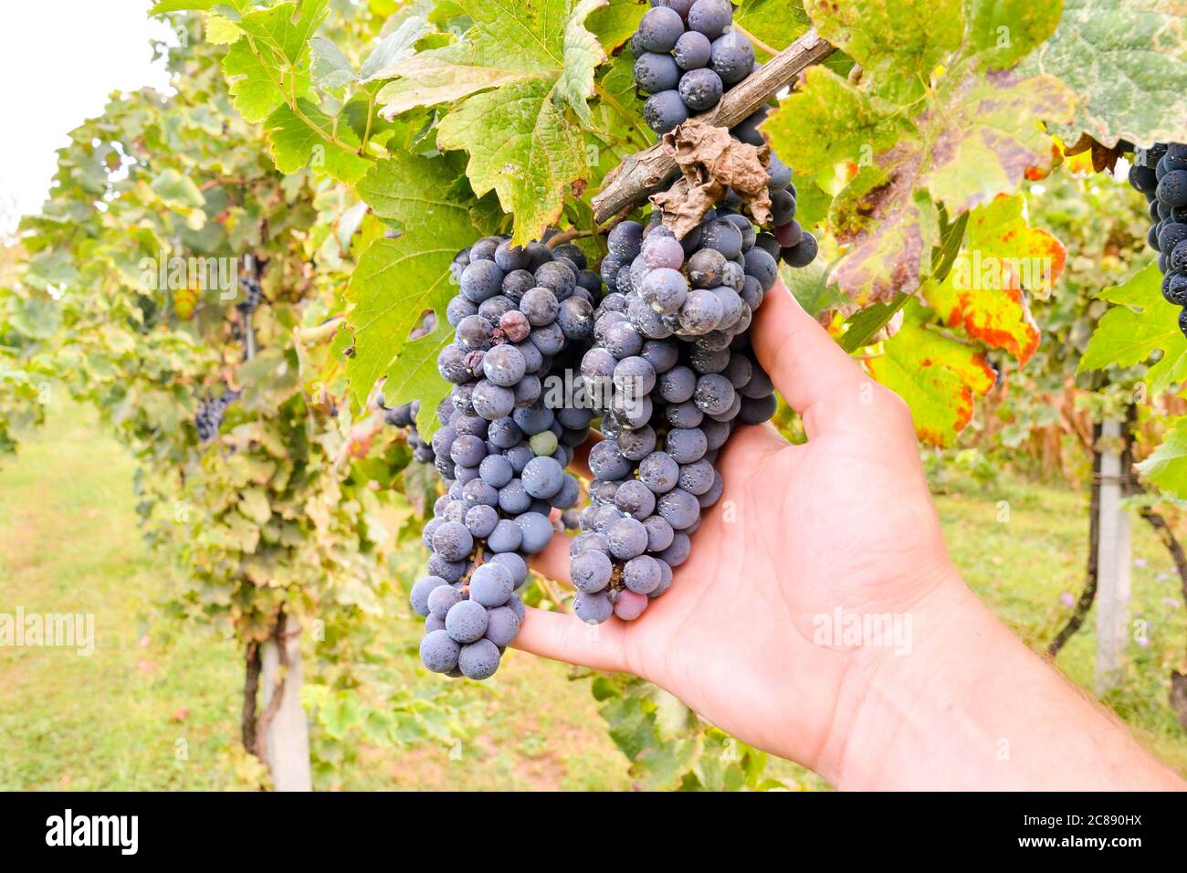 Photo Picture of a Beautiful Grape Fruit Vineyard Ready to Produce Wine ...