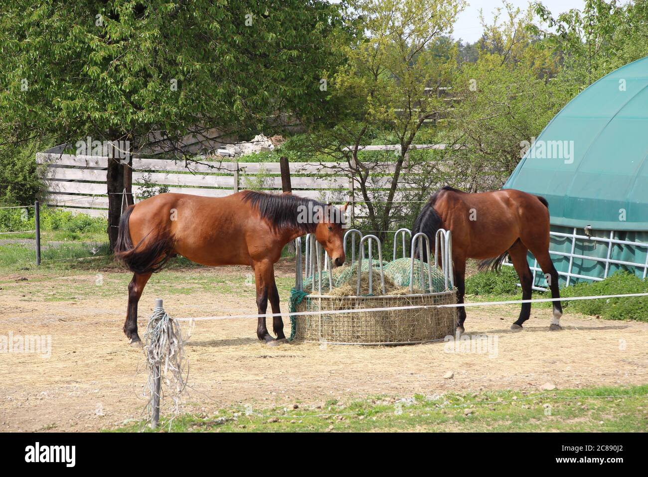 Two brown horses eat hay Stock Photo - Alamy