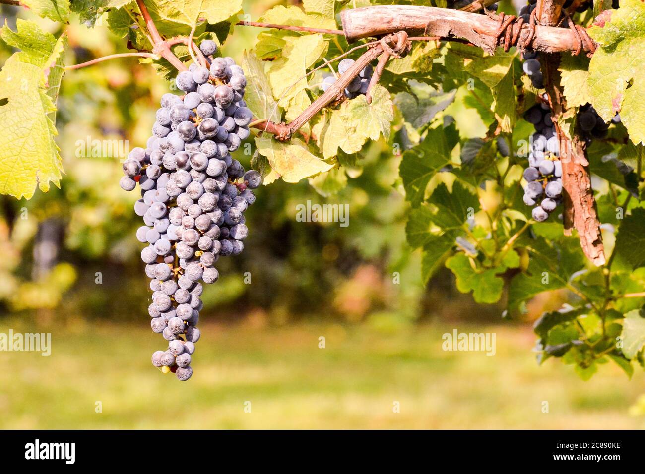 Photo Picture of a Beautiful Grape Fruit Vineyard Ready to Produce Wine ...