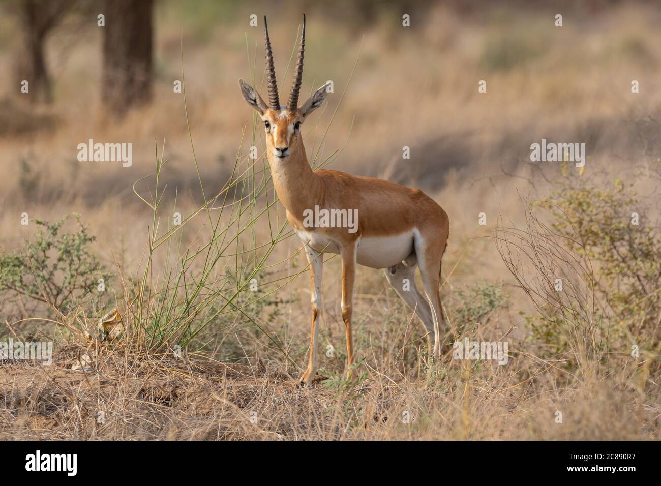 Large indian antelope hi-res stock photography and images - Alamy