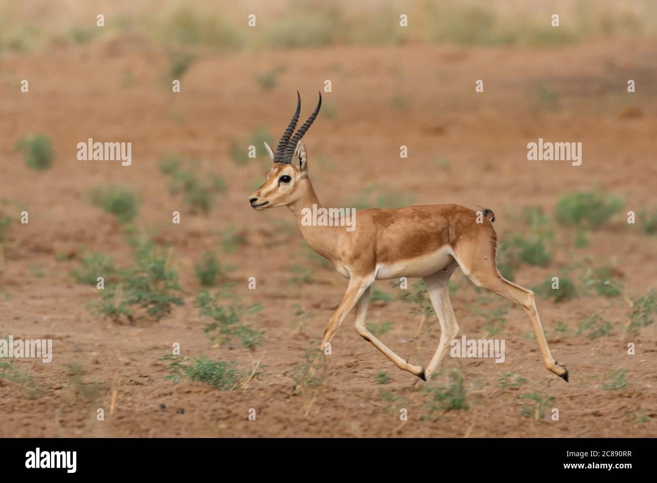 Baby Gazelle Running