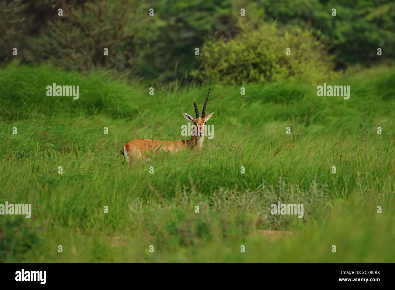 Image of an Indian gazelle antelope also called Chinkara with beautiful ...