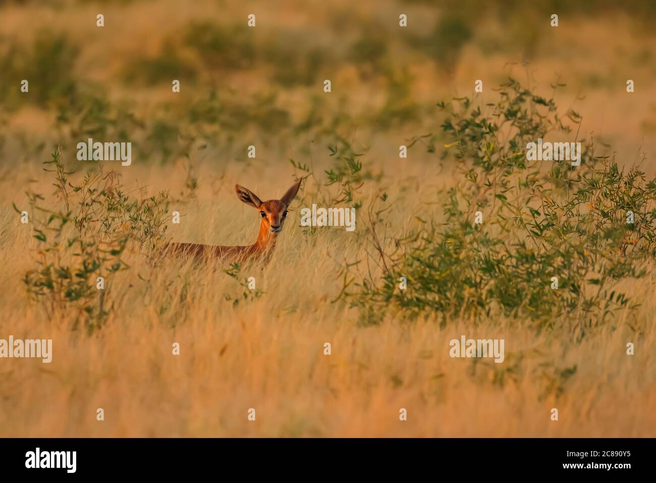 A baby deer fawn kid calf also known as Indian gazelle chinkara ...