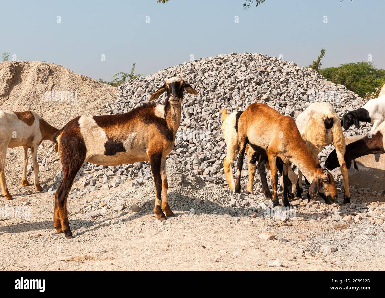 Indian Sheep Farming