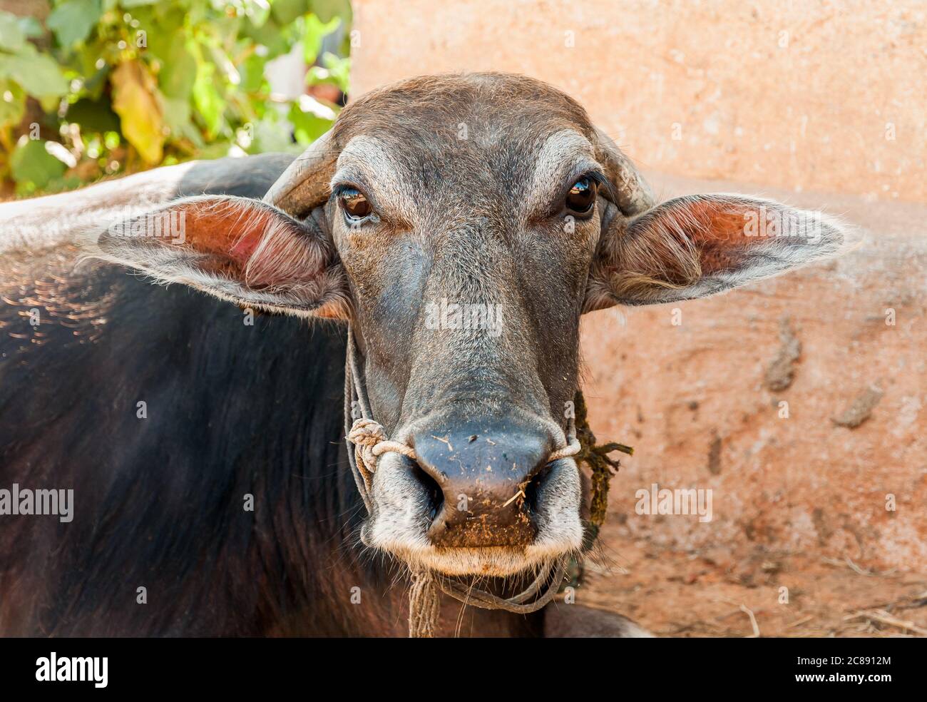 Indian cow hi-res stock photography and images - Alamy