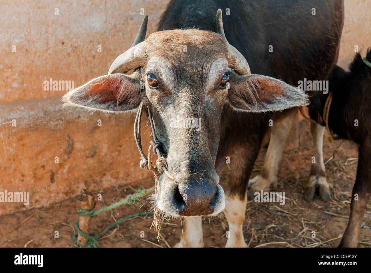 Indian cow hi-res stock photography and images - Alamy