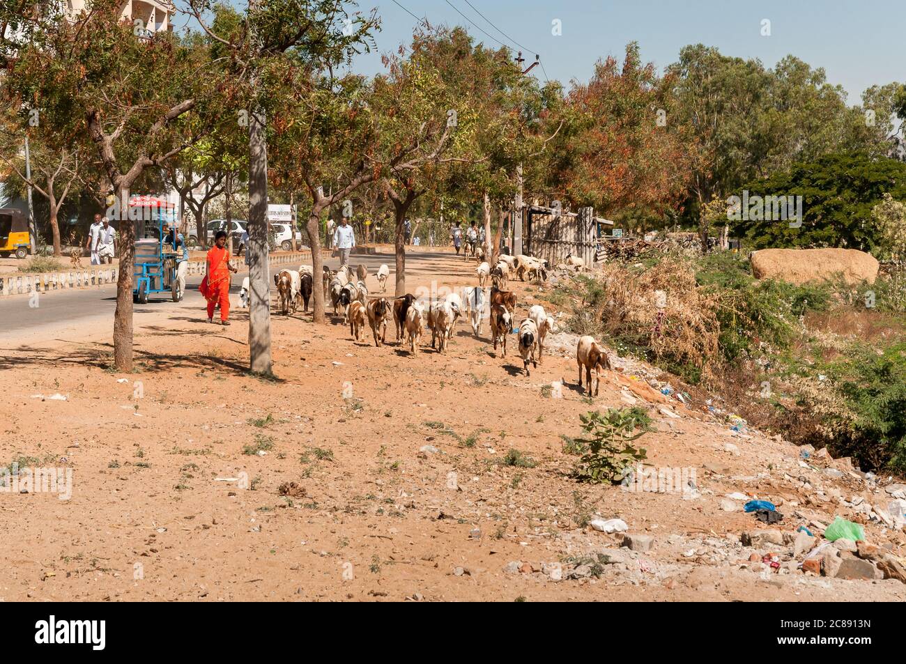 India sheep farm hi-res stock photography and images - Alamy