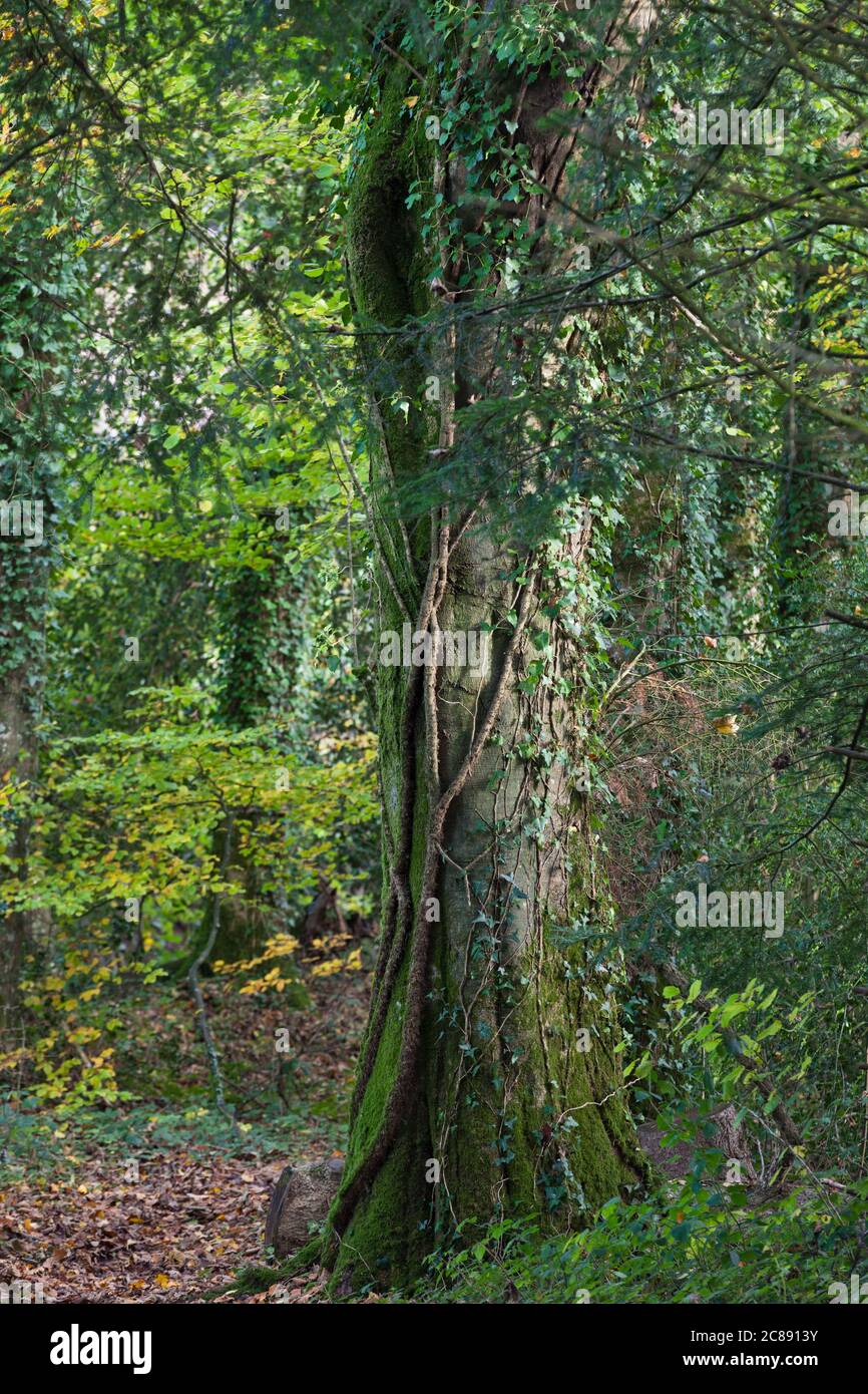 Old tree in the green forest, Brittany, France Stock Photo - Alamy