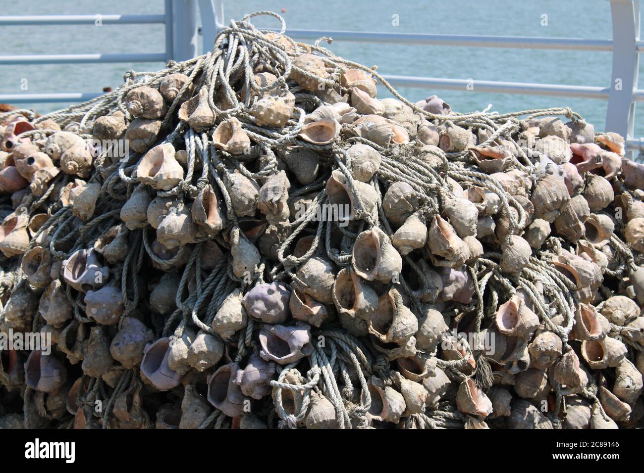 Clusters of seashells entwined in ropes used for fishing, Oido, Korea ...