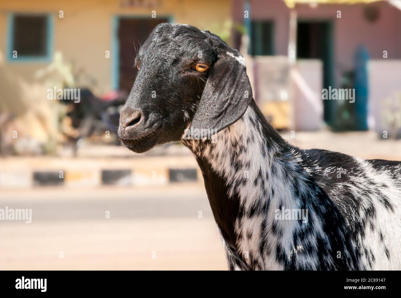 Indian Sheep Farming