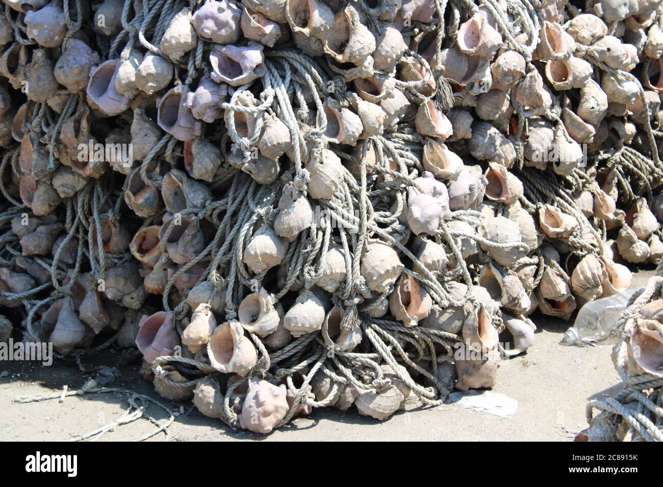 Clusters of seashells entwined in ropes used for fishing, Oido, Korea ...