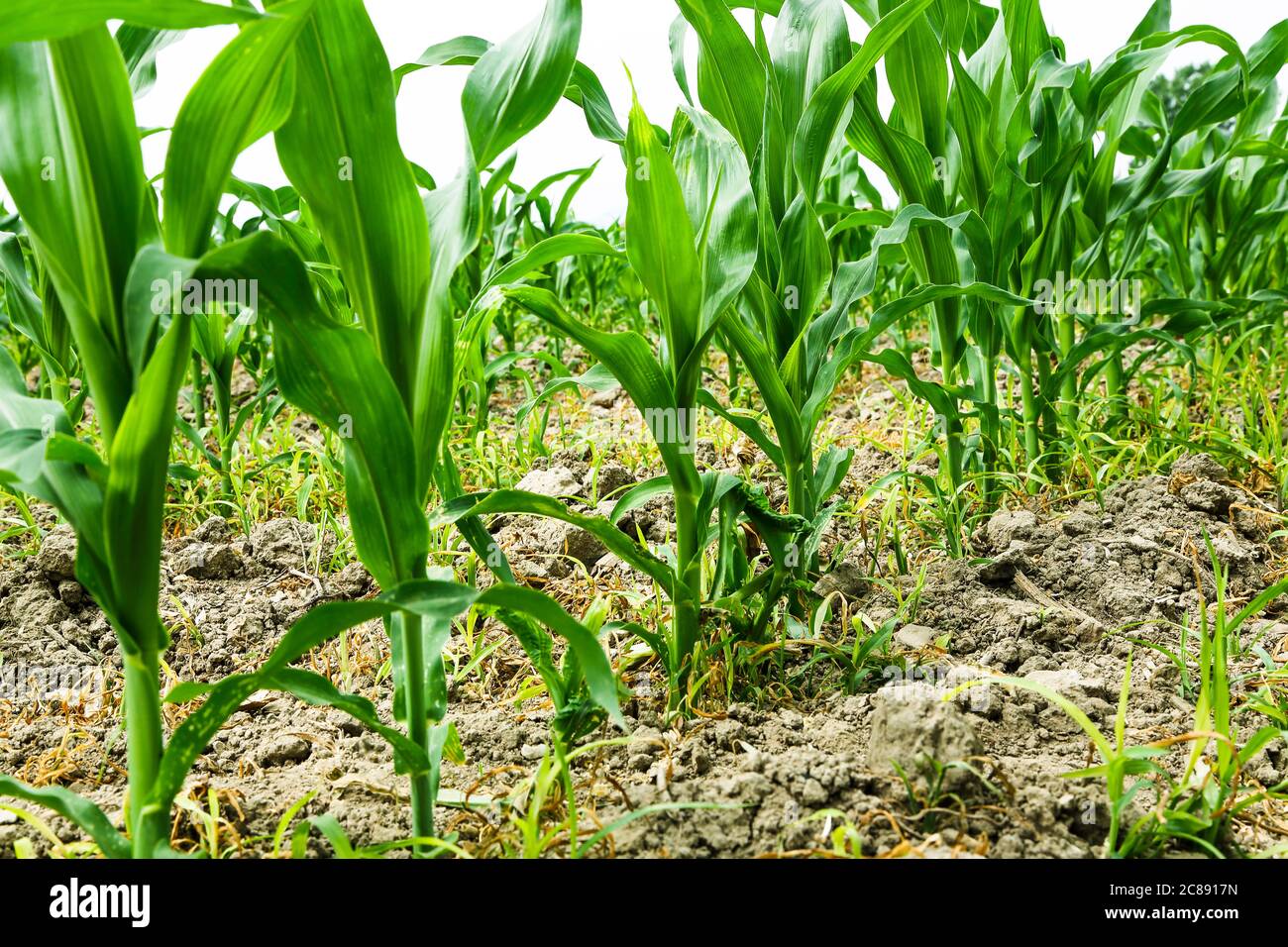 Corn field young plants hi-res stock photography and images - Alamy