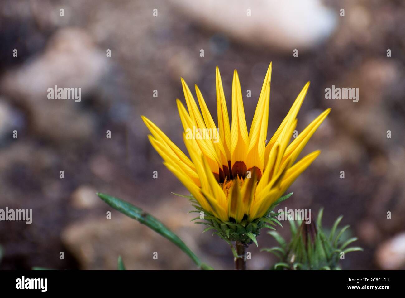 Italian mountain flower hi-res stock photography and images - Alamy