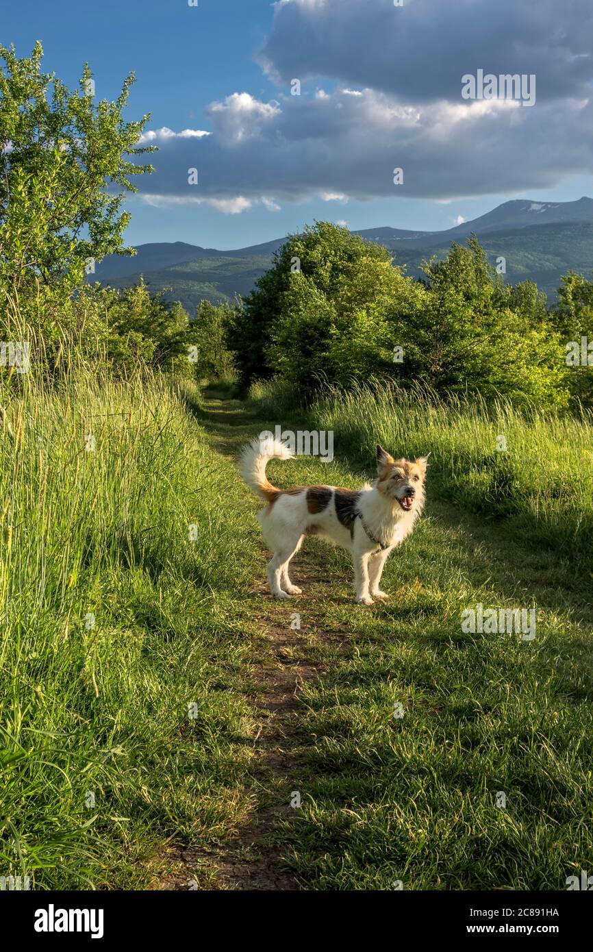 Small dog in scenery hi-res stock photography and images - Alamy