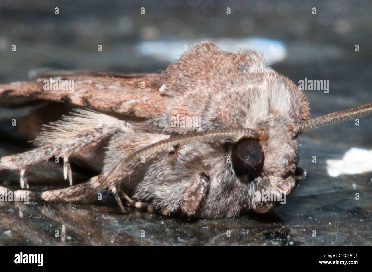 Night Insect Brown Moth Close Up Picture Stock Photo - Alamy