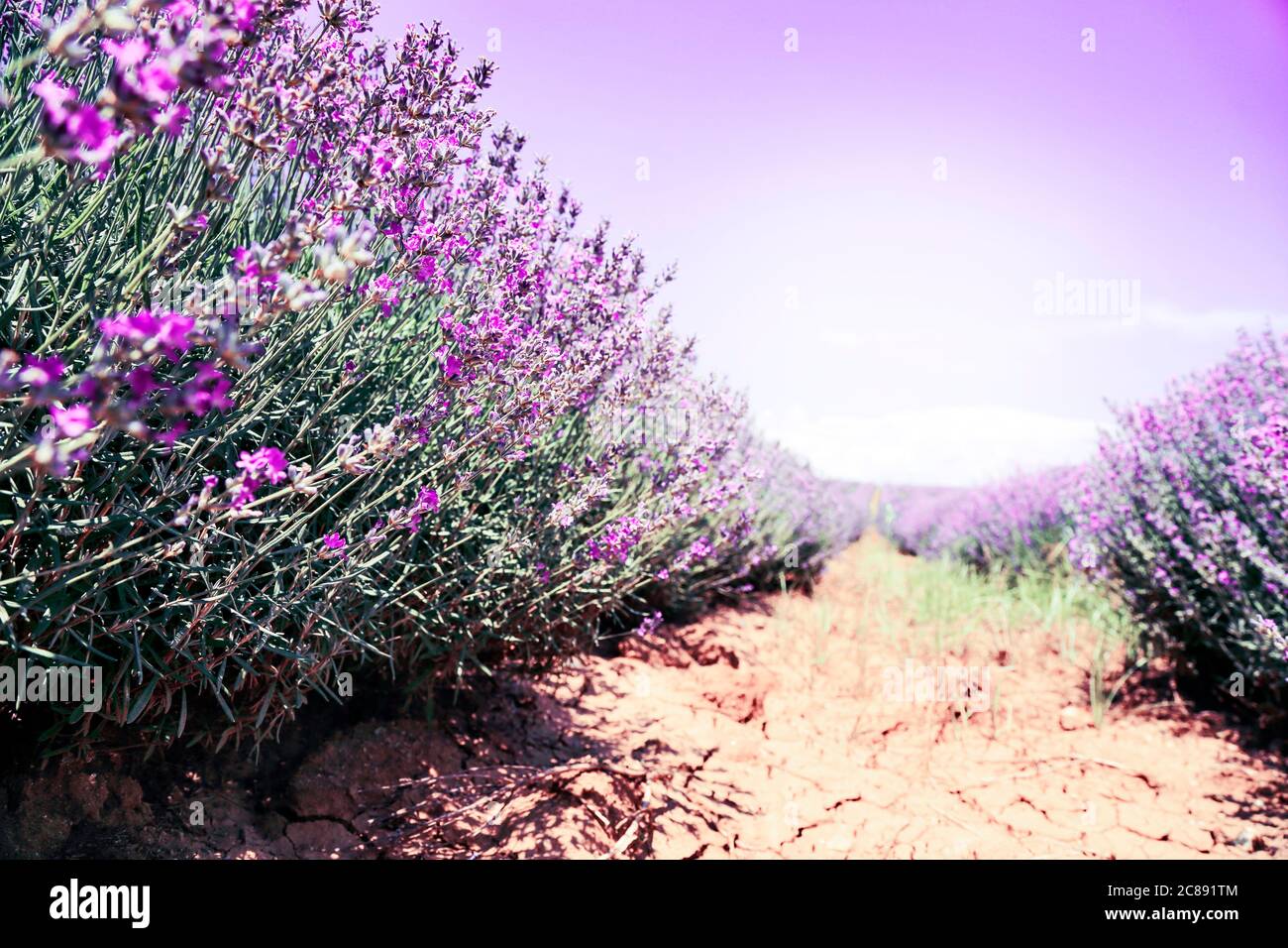 Field low angle hi-res stock photography and images - Alamy