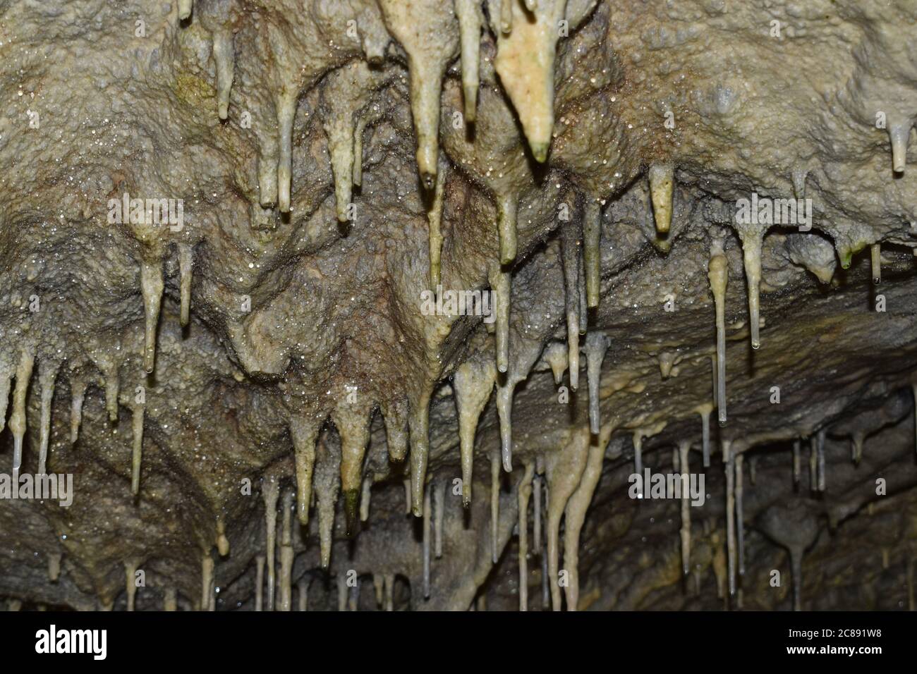 Hanging from caves ceiling hi-res stock photography and images - Alamy