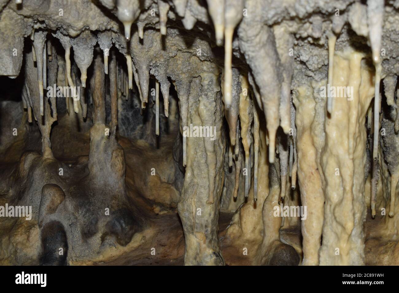 Closeup of a group of small stalactites hanging from the ceiling of a ...