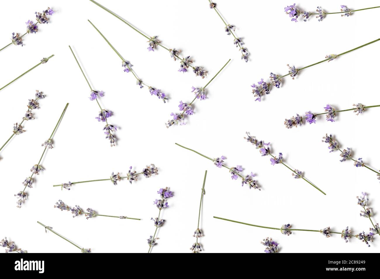 lavender flowers scattered on white background Stock Photo - Alamy
