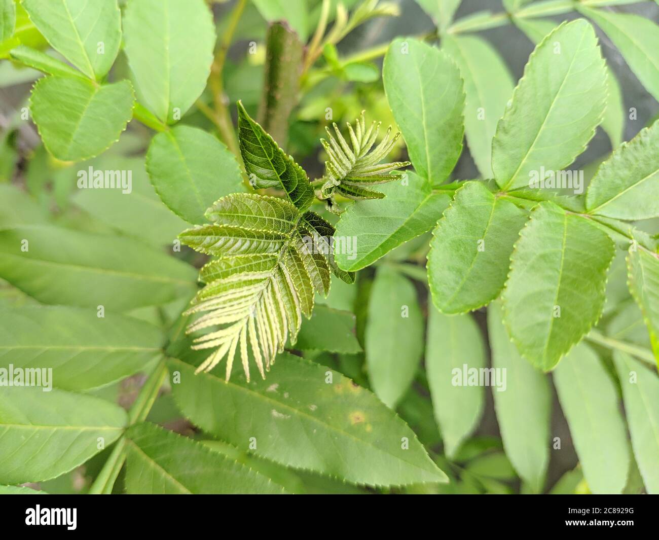 The new green burgeon come out with details showed in the garden in ...