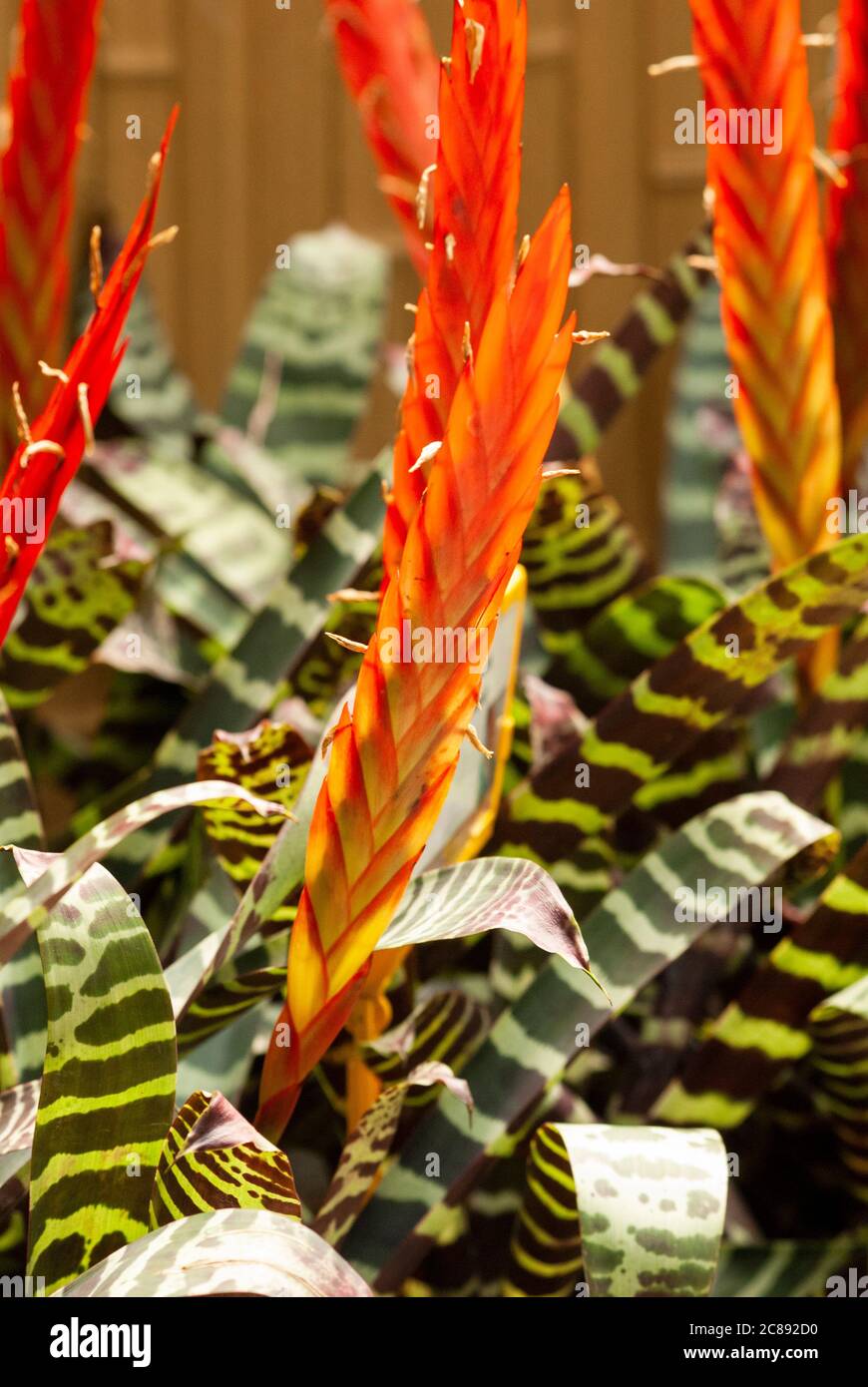Detail of tropical flowers on display in Asian city of Hong Kong China ...