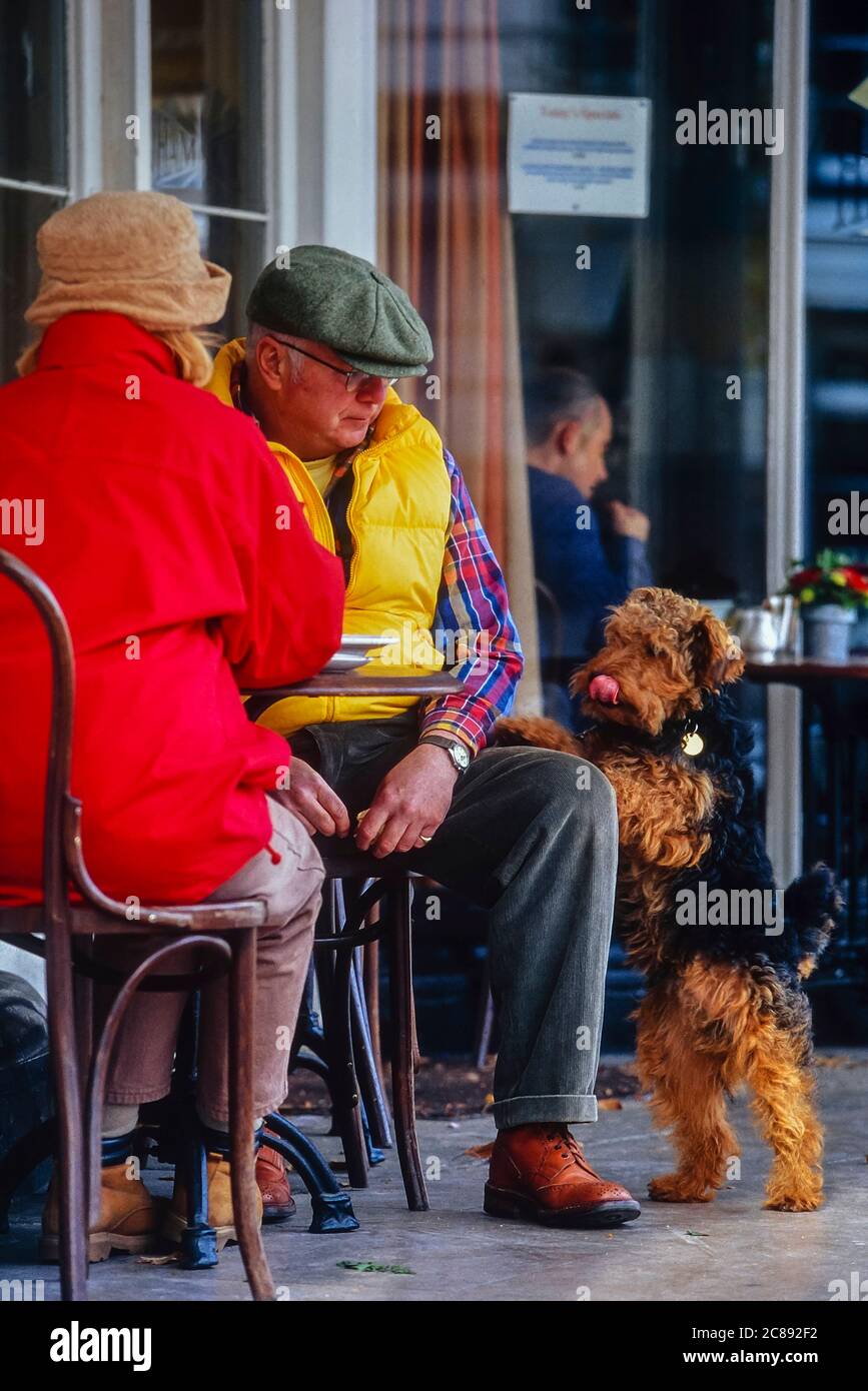 Airedale terrier food hi-res stock photography and images - Alamy