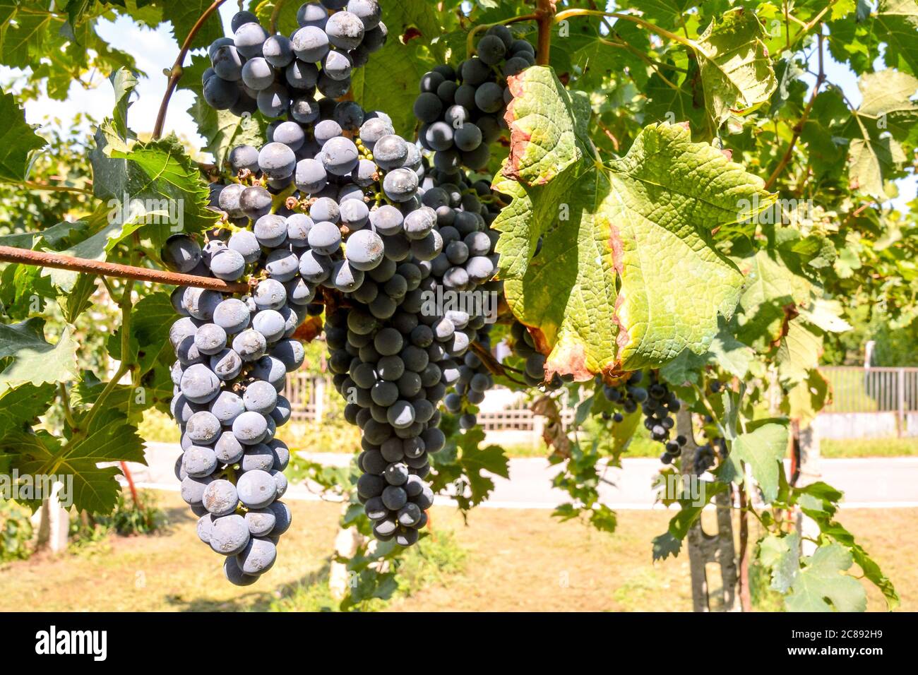 Photo Picture of a Beautiful Grape Fruit Vineyard Ready to Produce Wine ...
