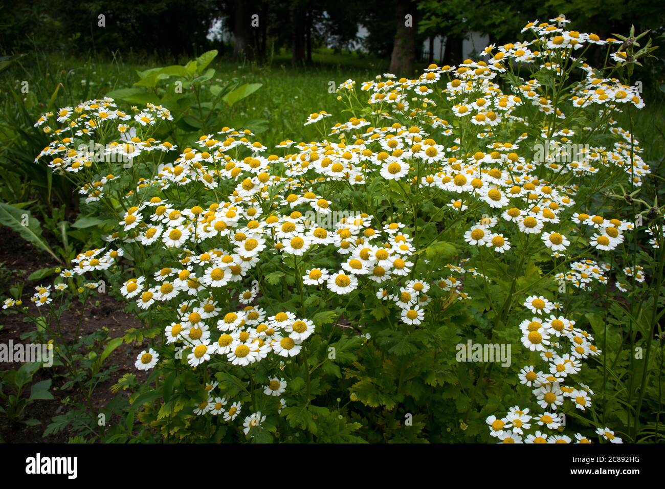 Overgrown lawn daisy weed hi-res stock photography and images - Alamy