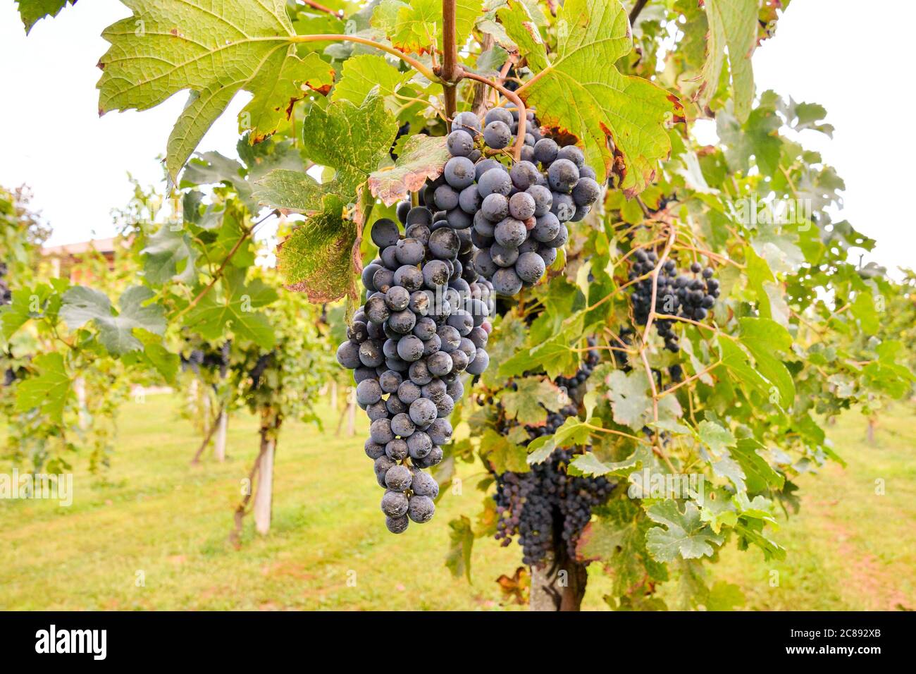 Photo Picture of a Beautiful Grape Fruit Vineyard Ready to Produce Wine ...