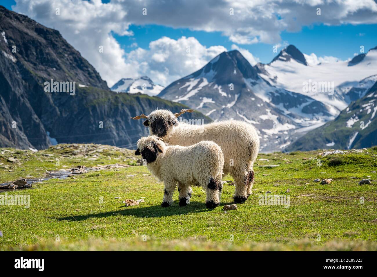 Valais blacknose sheep walliser schwarznasenschaf hi-res stock ...