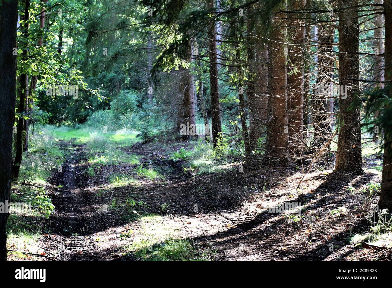 Natural path in the forest during rain and sunshine Stock Photo - Alamy