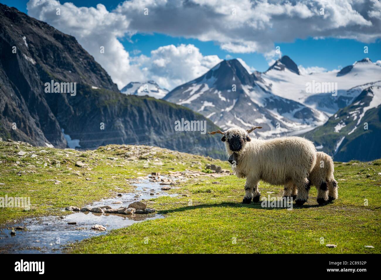 Valais blacknose sheep walliser schwarznasenschaf hi-res stock ...