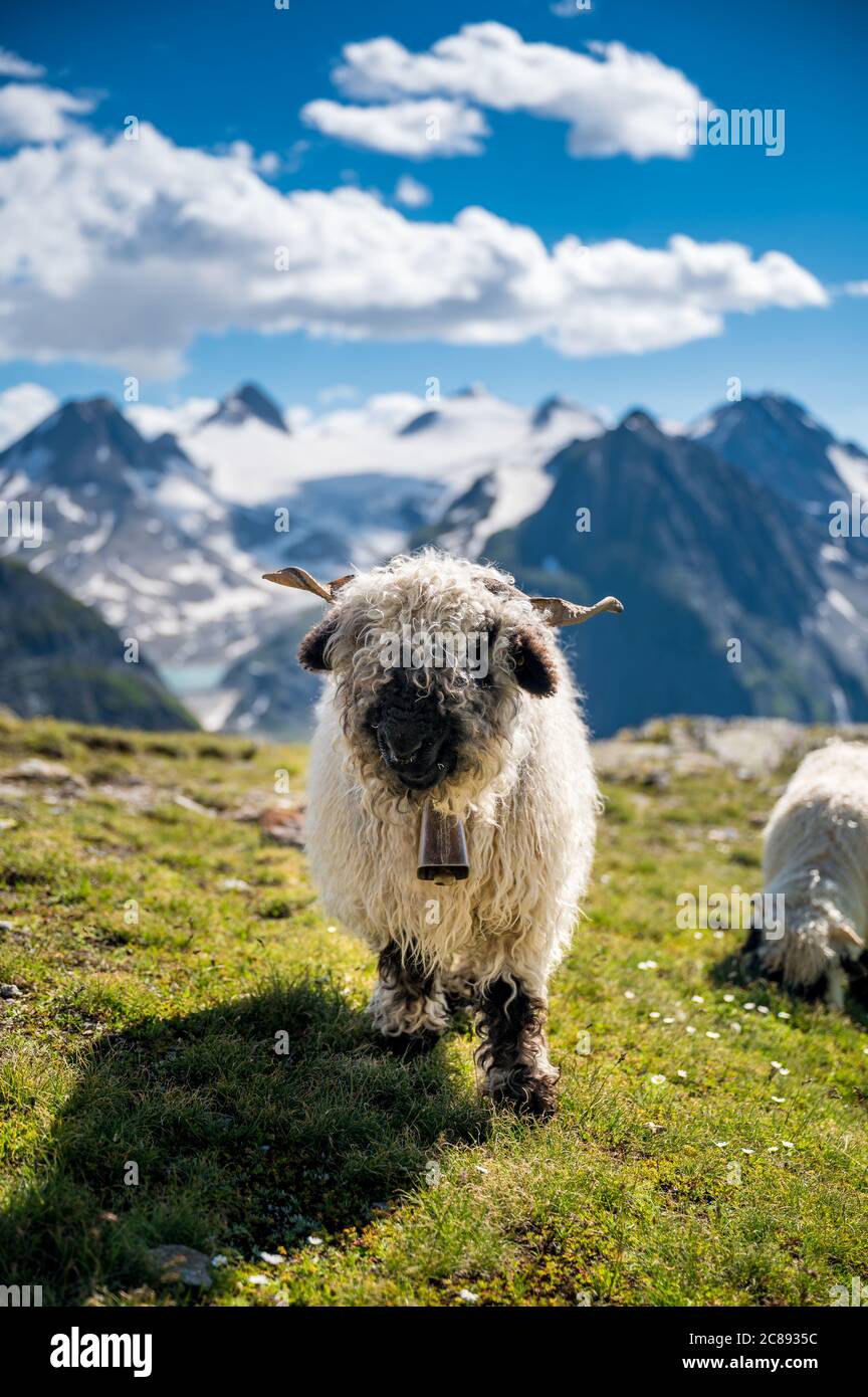 Valais Blacknose sheep of the Valais Alps Stock Photo - Alamy